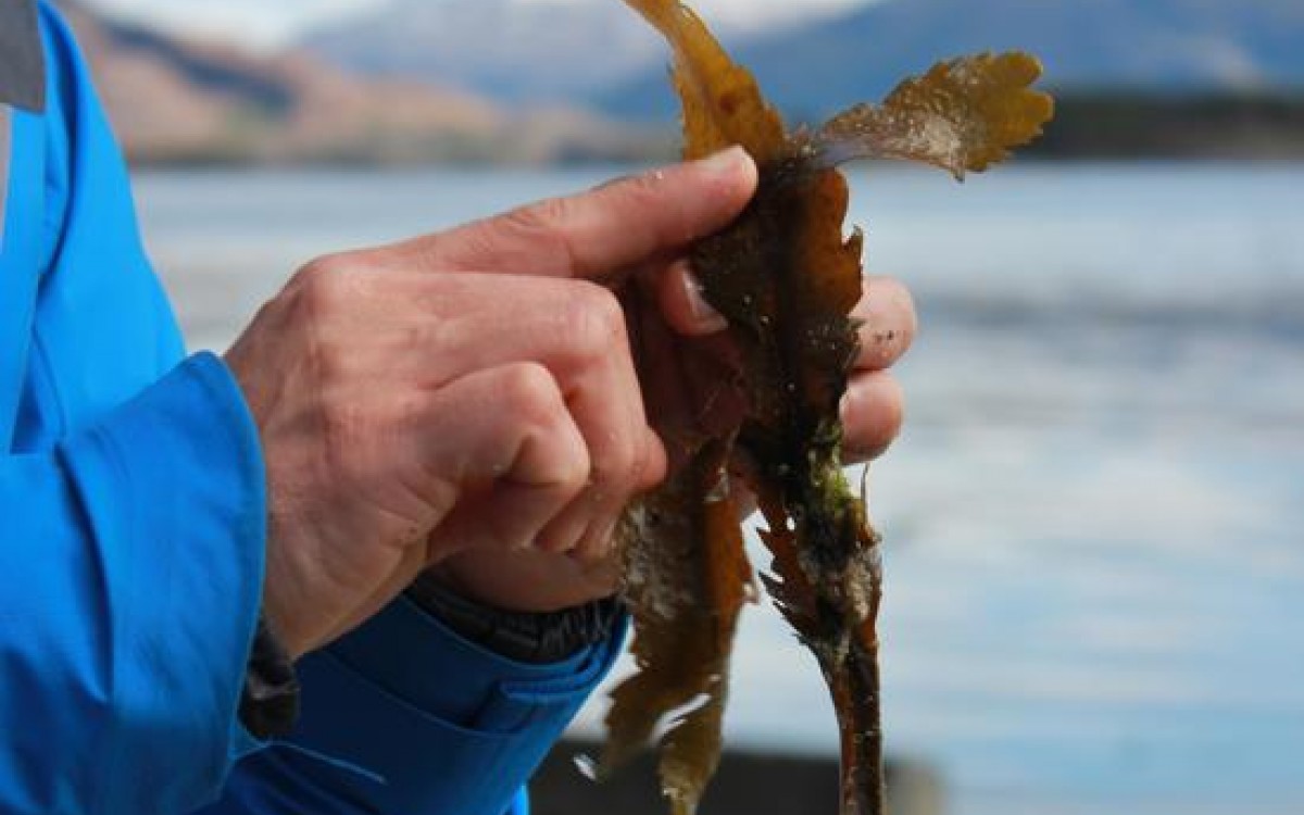 Tang og tare, tradisjon og innovasjon | Nordlandsforsking