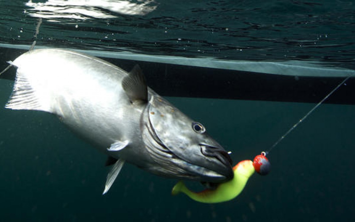 Sammen om torskeforskning | Nordlandsforsking